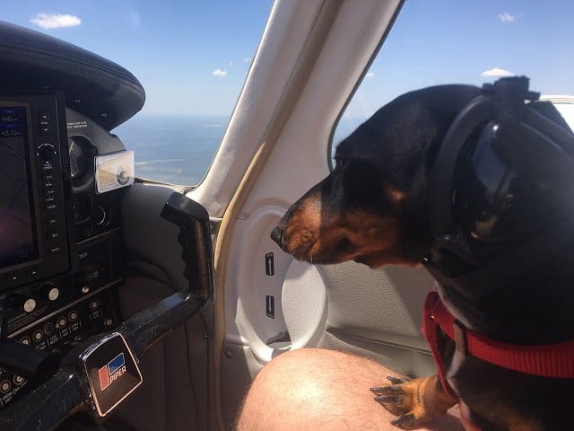 How to Protect Your Dog’s Hearing While Flying | Executive Flyers